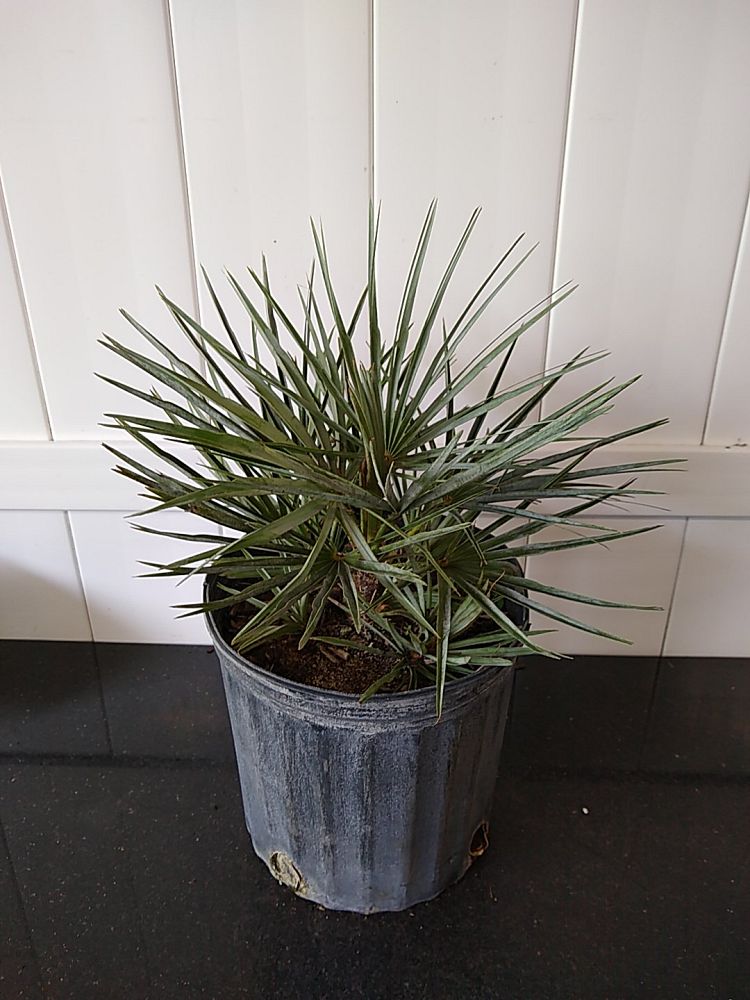 Chamaerops humilis cerifera, European Fan Palm ‘Silver’, Mediterranean ...