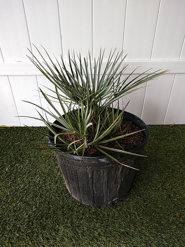 Chamaerops humilis cerifera, European Fan Palm ‘Silver’, Mediterranean ...