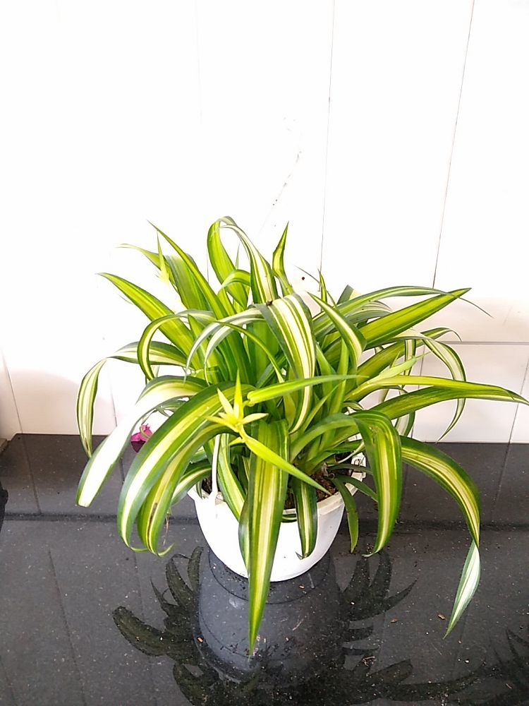 Chlorophytum comosum, Spider Plant | PlantVine