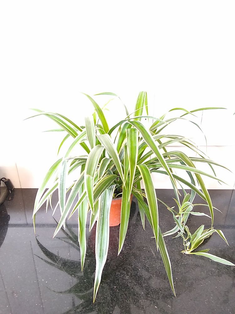 Reverse Variegated Spider Plant | PlantVine