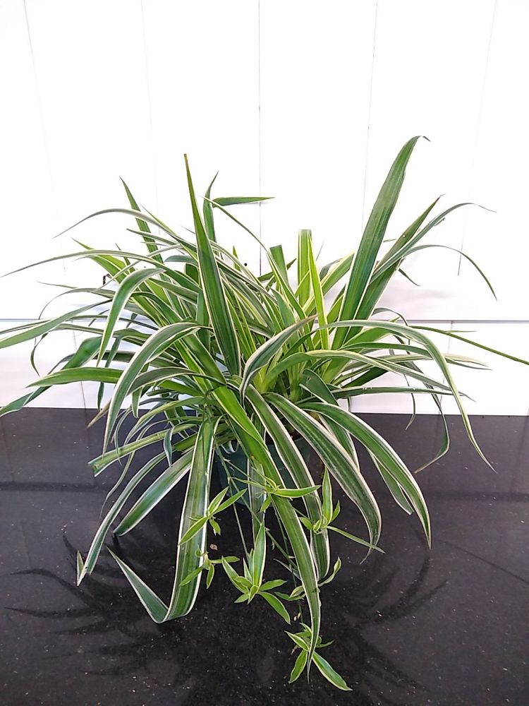 Reverse Variegated Spider Plant | PlantVine