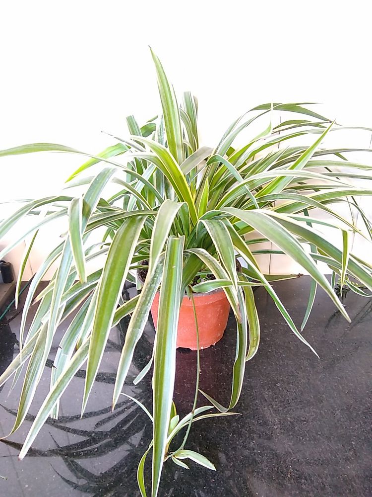 Reverse Variegated Spider Plant | PlantVine