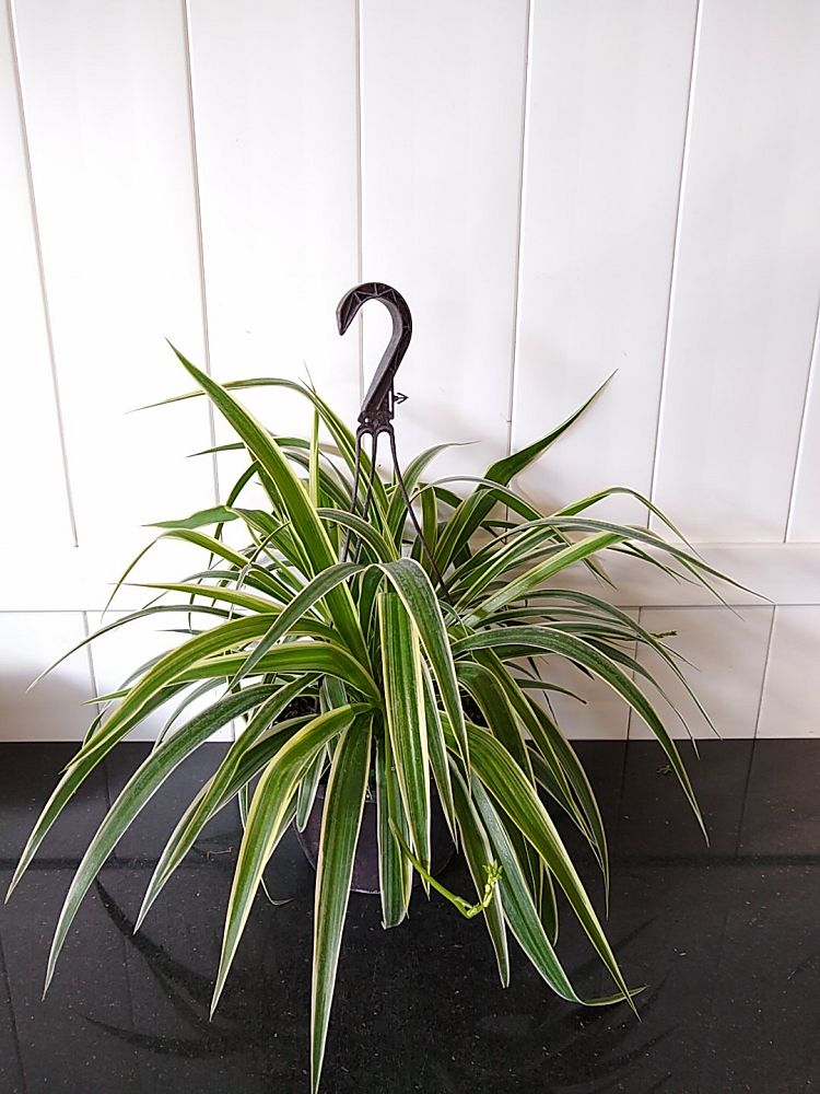 Reverse Variegated Spider Plant | PlantVine