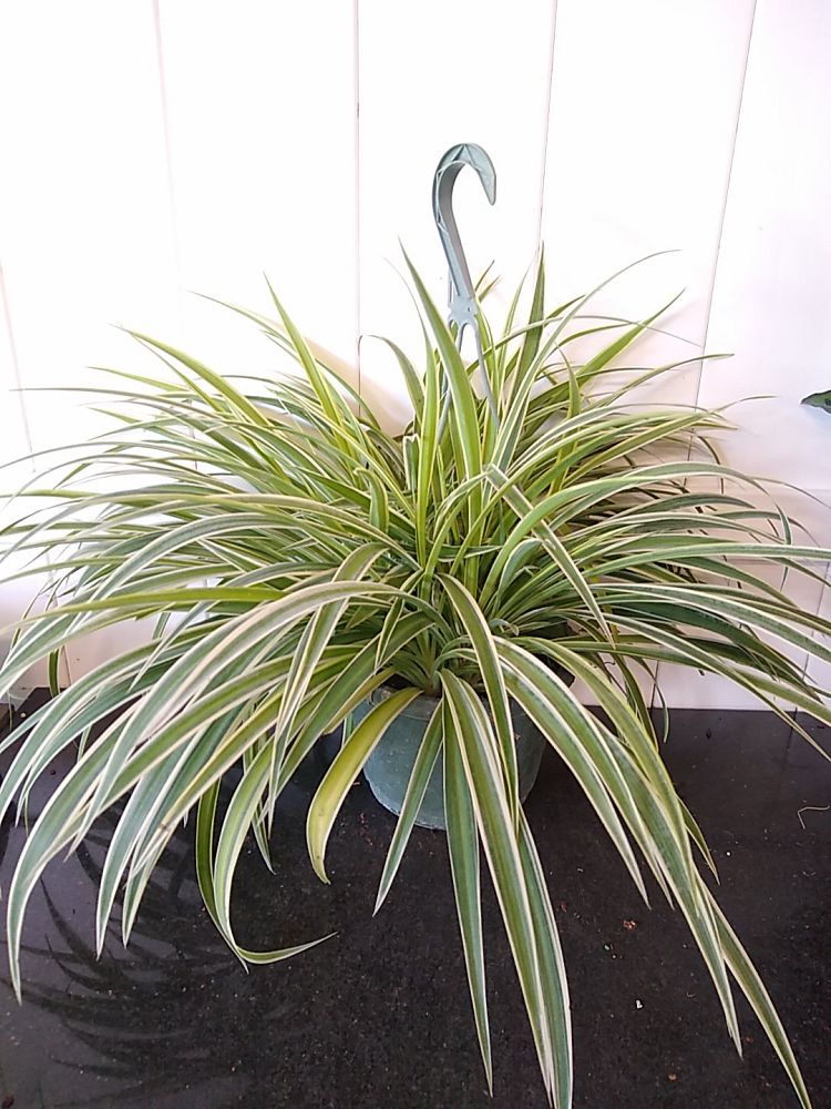 Reverse Variegated Spider Plant | PlantVine