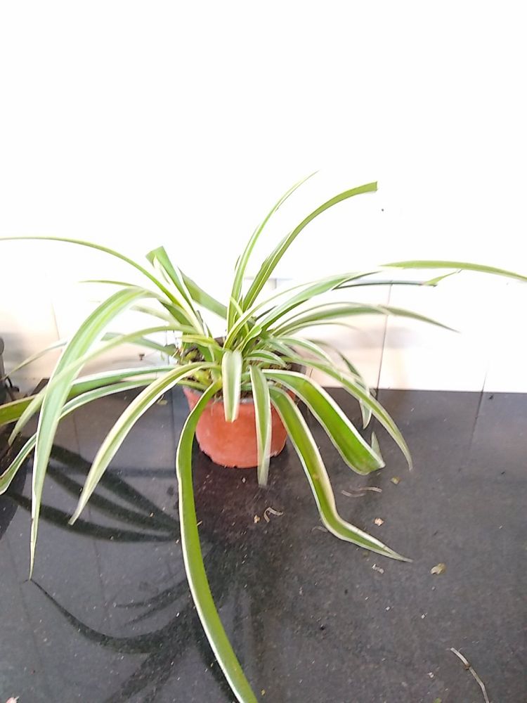 Reverse Variegated Spider Plant | PlantVine