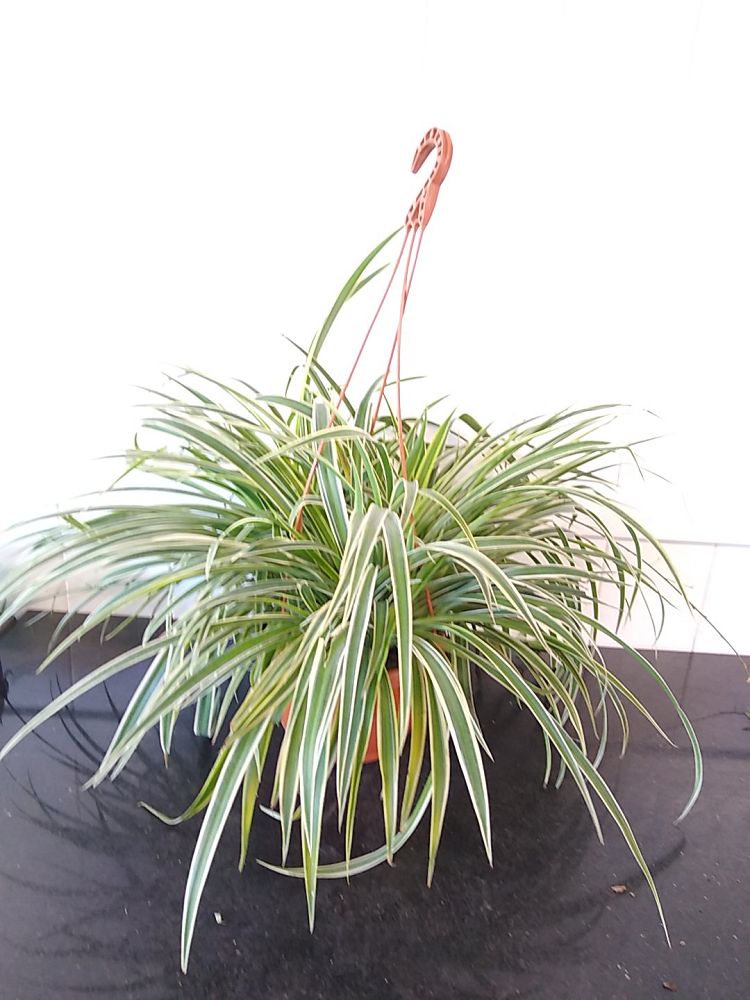 Reverse Variegated Spider Plant | PlantVine