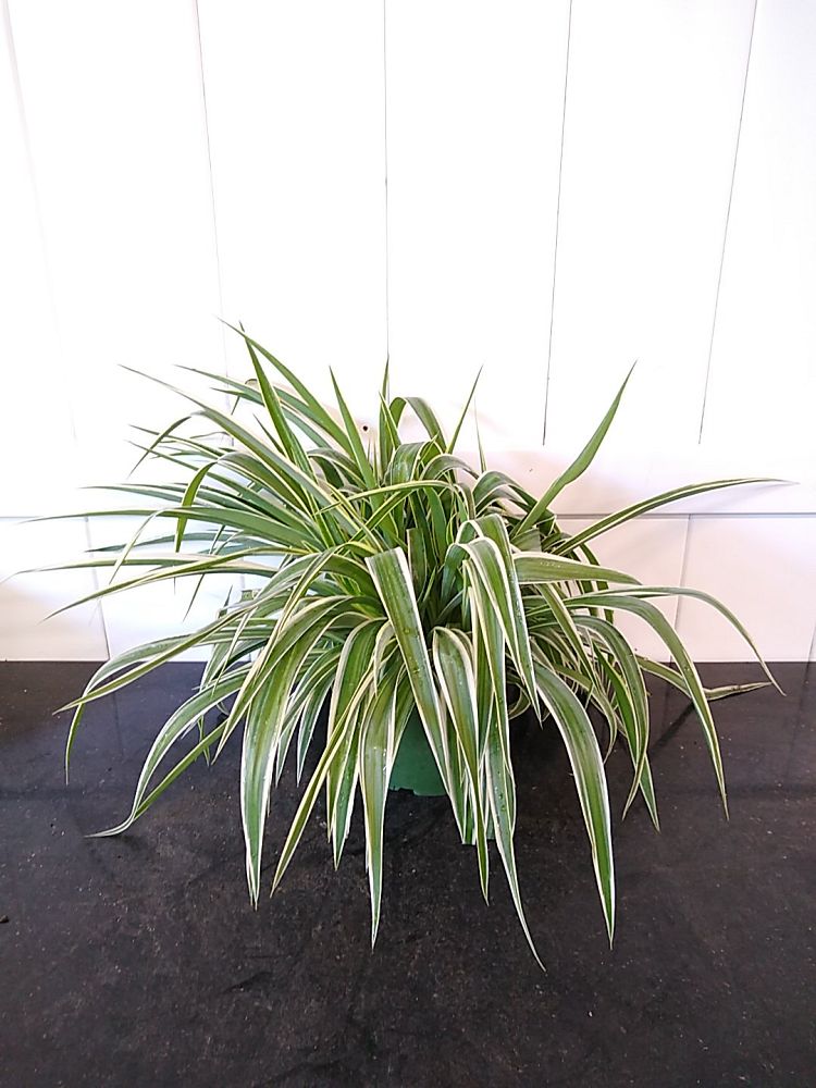 Reverse Variegated Spider Plant | PlantVine