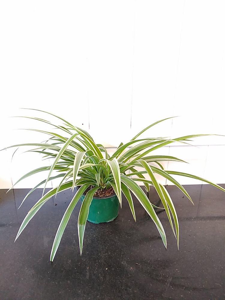 Reverse Variegated Spider Plant | PlantVine