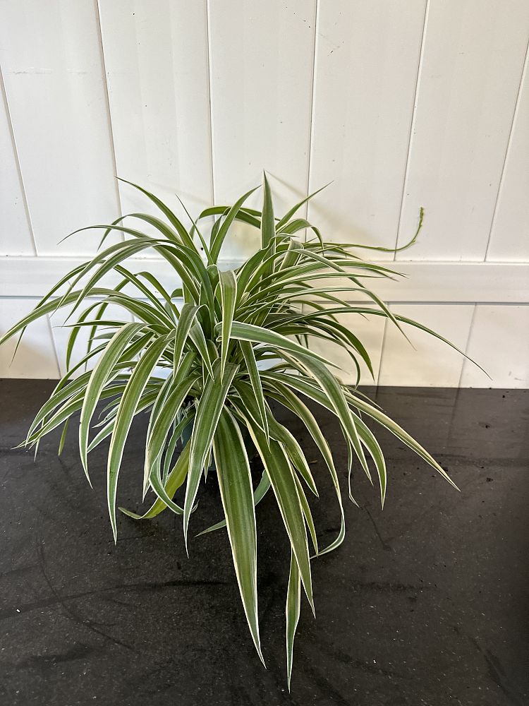 Reverse Variegated Spider Plant | PlantVine