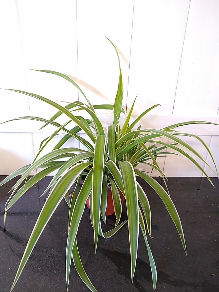 Reverse Variegated Spider Plant | PlantVine