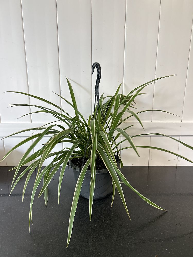 Reverse Variegated Spider Plant | PlantVine