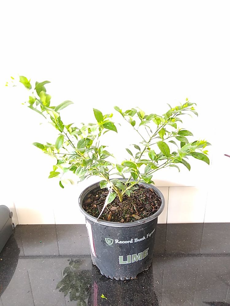 Key Lime Citrus Tree | PlantVine