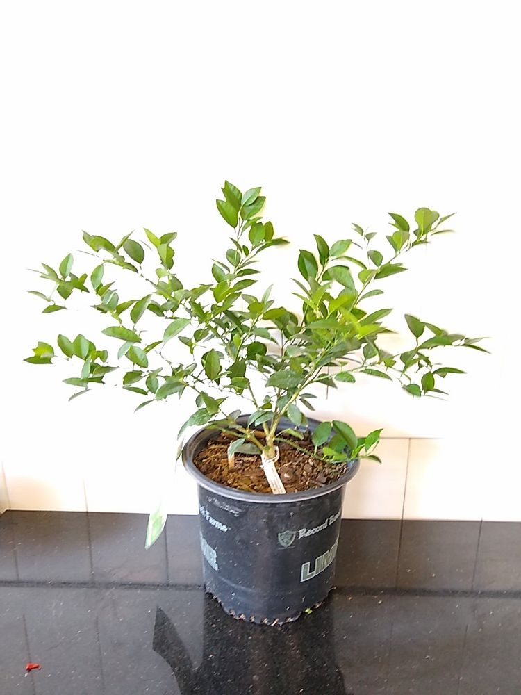 Key Lime Citrus Tree | PlantVine