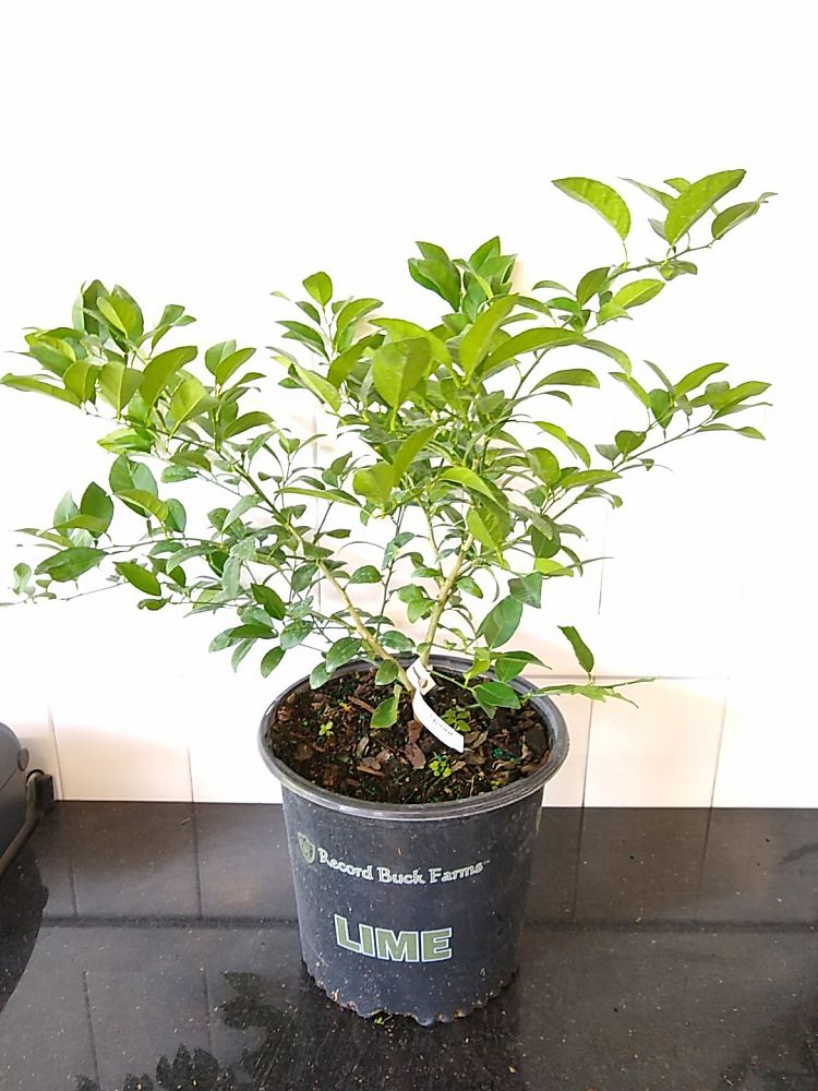 Key Lime Citrus Tree | PlantVine