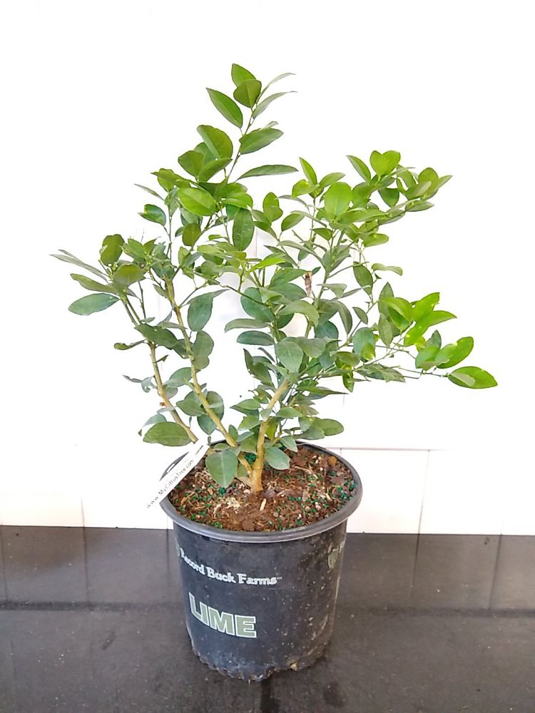 Key Lime Citrus Tree | PlantVine