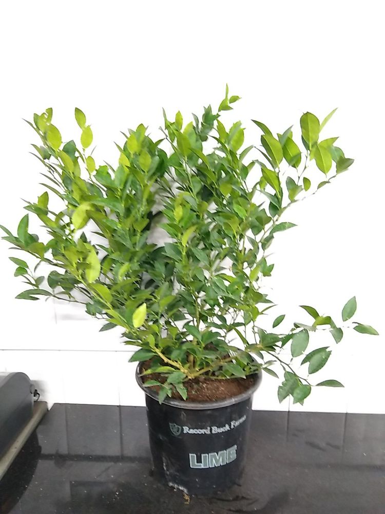 Key Lime Citrus Tree | PlantVine