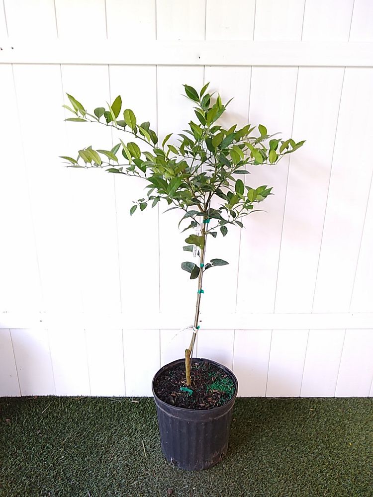 Key Lime Citrus Tree | PlantVine