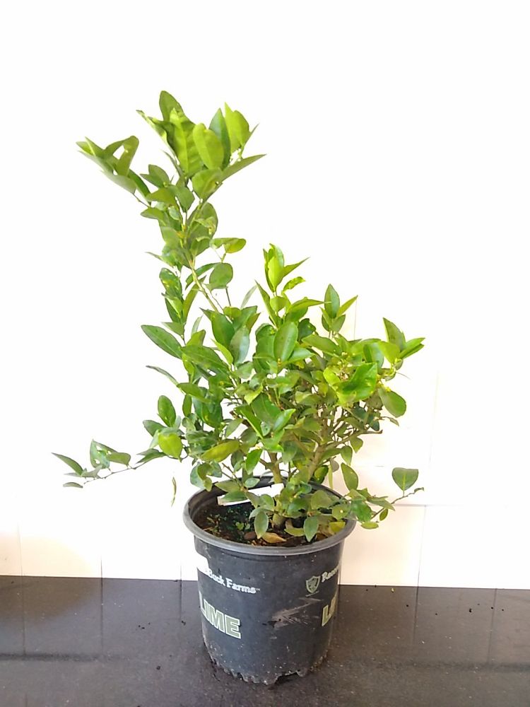 Key Lime Citrus Tree | PlantVine