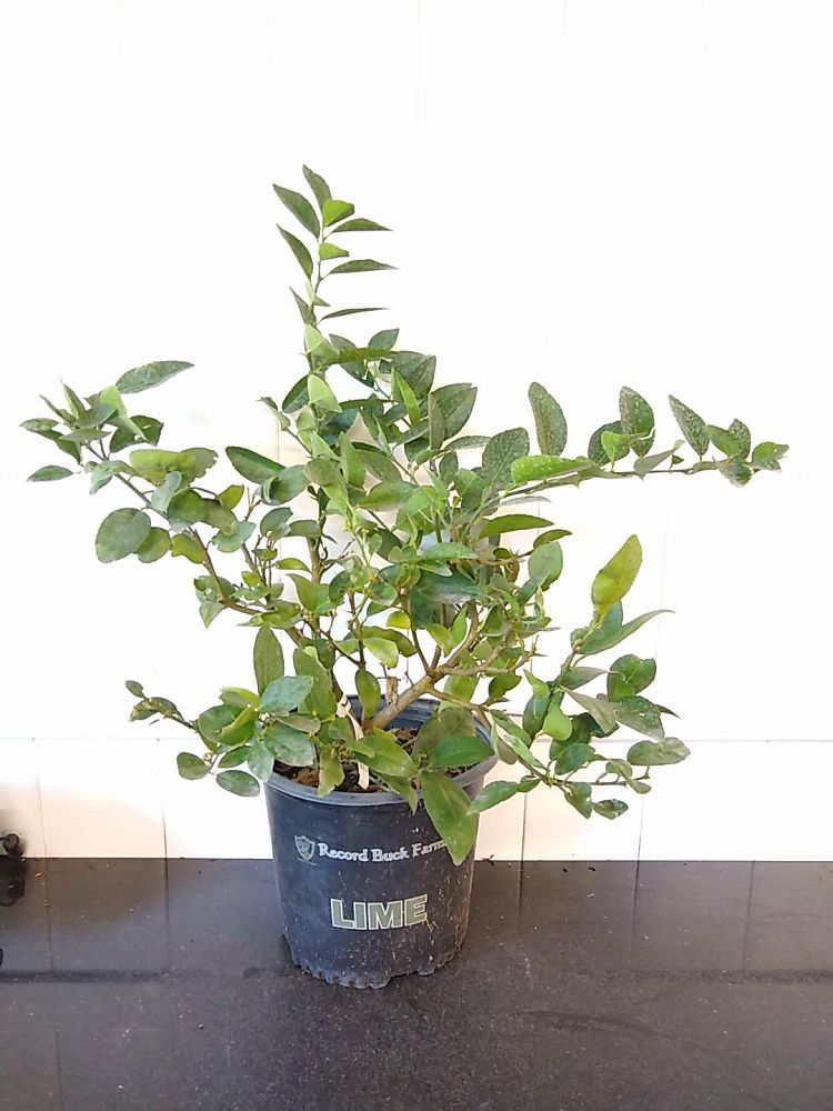 Key Lime Citrus Tree | PlantVine