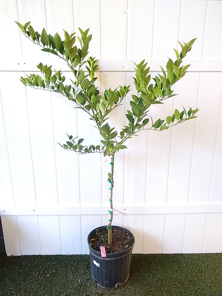 Key Lime Citrus Tree | PlantVine