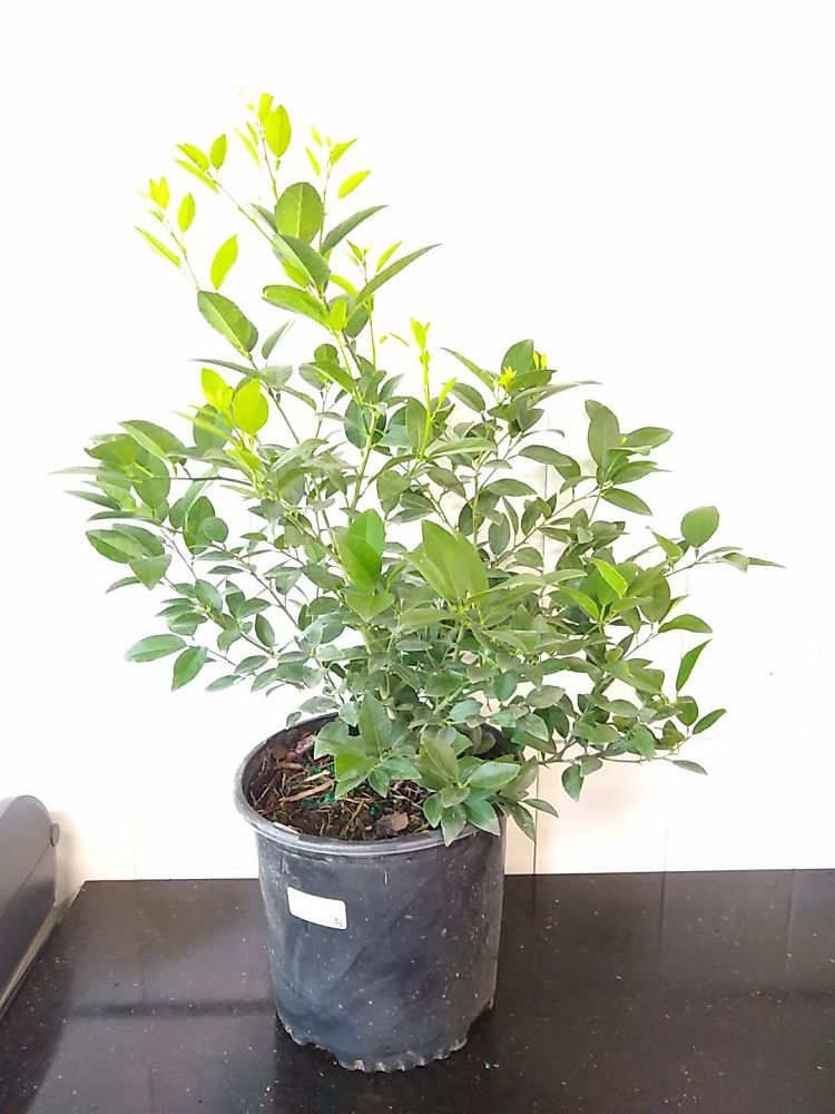 Key Lime Citrus Tree | PlantVine