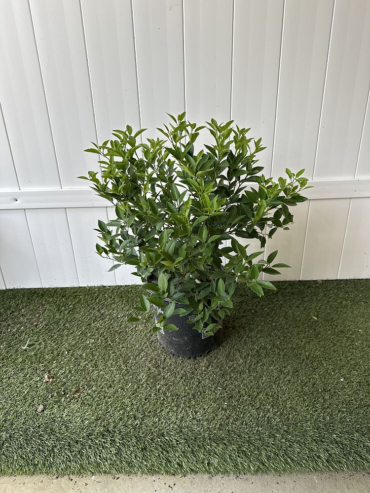 Key Lime Citrus Tree | PlantVine