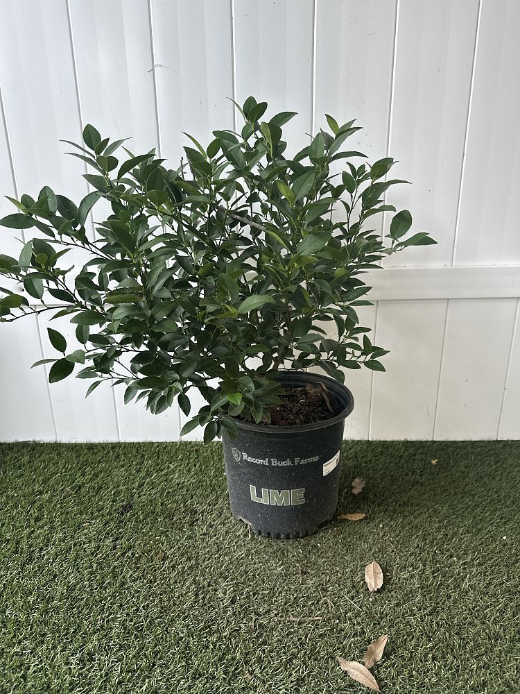 Key Lime Citrus Tree | PlantVine