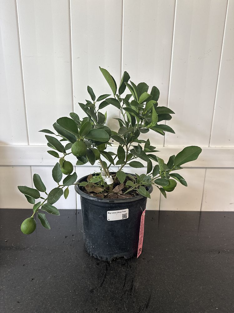 Key Lime Citrus Tree | PlantVine