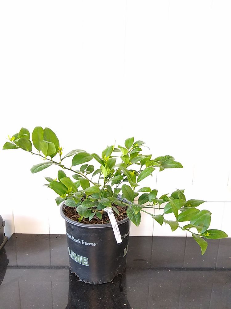 Key Lime, Citrus aurantiifolia ‘Key Lime’ | PlantVine