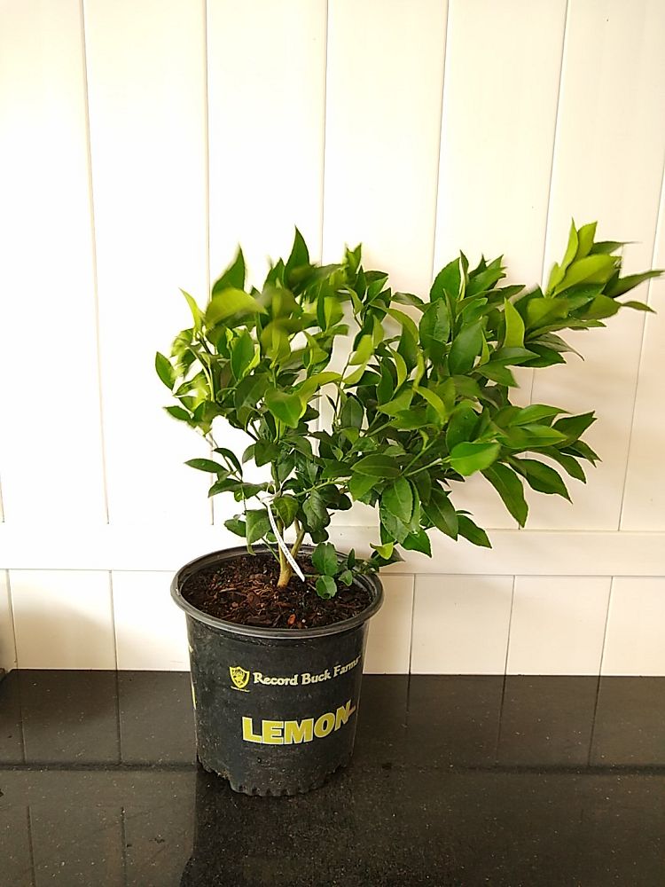 Citrus limon ‘Meyer’, Meyer Lemon Tree (Edible) | PlantVine