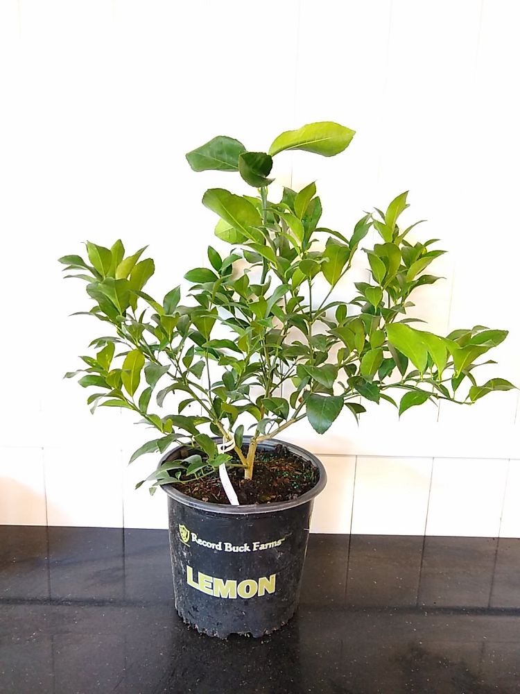 Citrus limon ‘Meyer’, Meyer Lemon Tree (Edible) | PlantVine