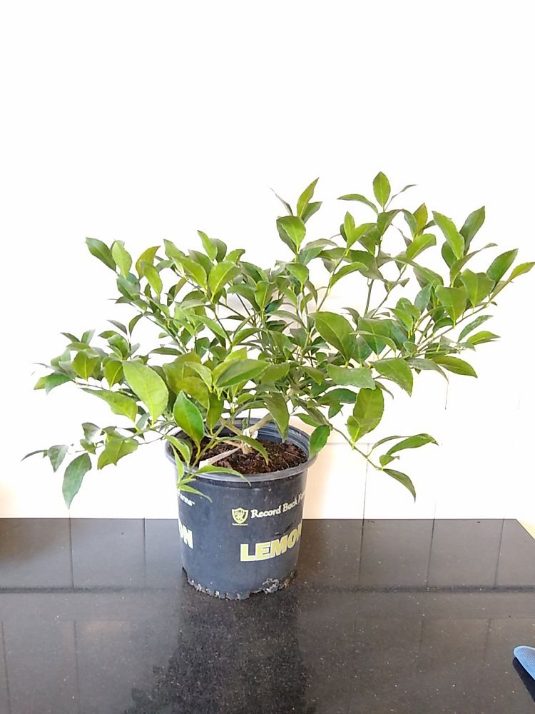 Citrus limon ‘Meyer’, Meyer Lemon Tree (Edible) | PlantVine