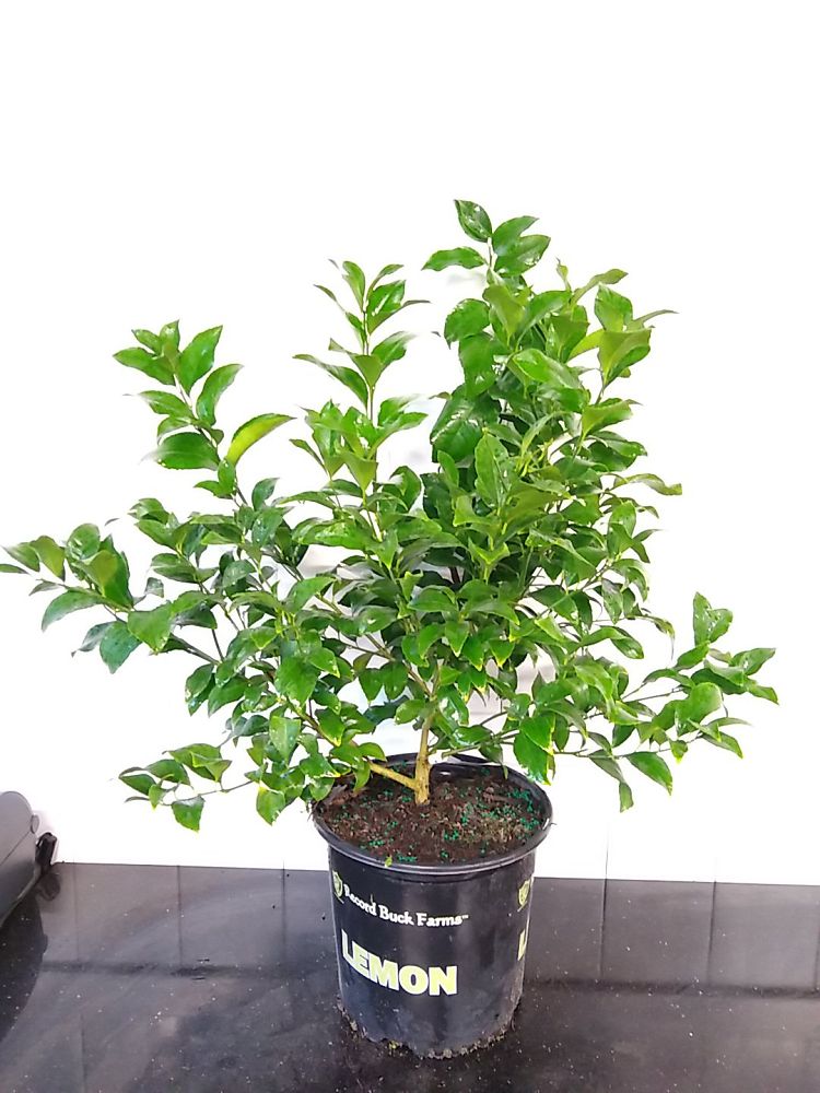 Citrus limon ‘Meyer’, Meyer Lemon Tree (Edible) | PlantVine