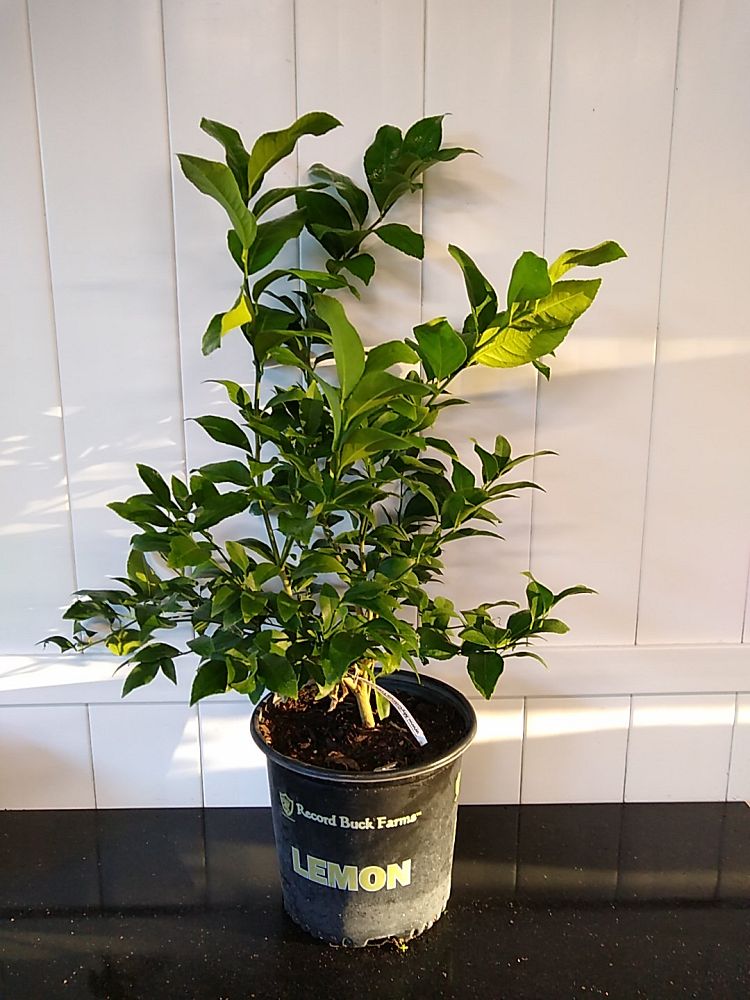 Citrus limon ‘Meyer’, Meyer Lemon Tree (Edible) | PlantVine