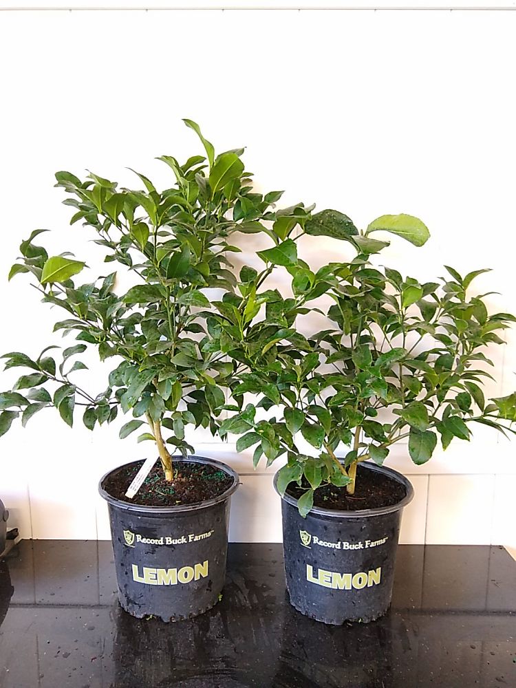 Meyer Lemon Tree | PlantVine
