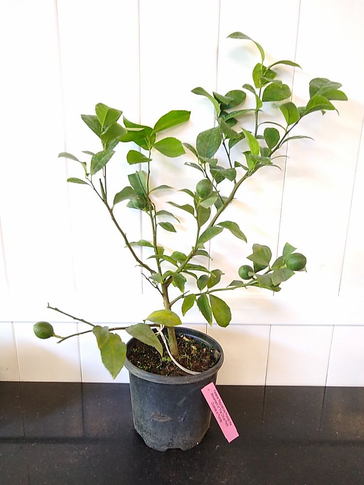 Meyer Lemon Tree | PlantVine