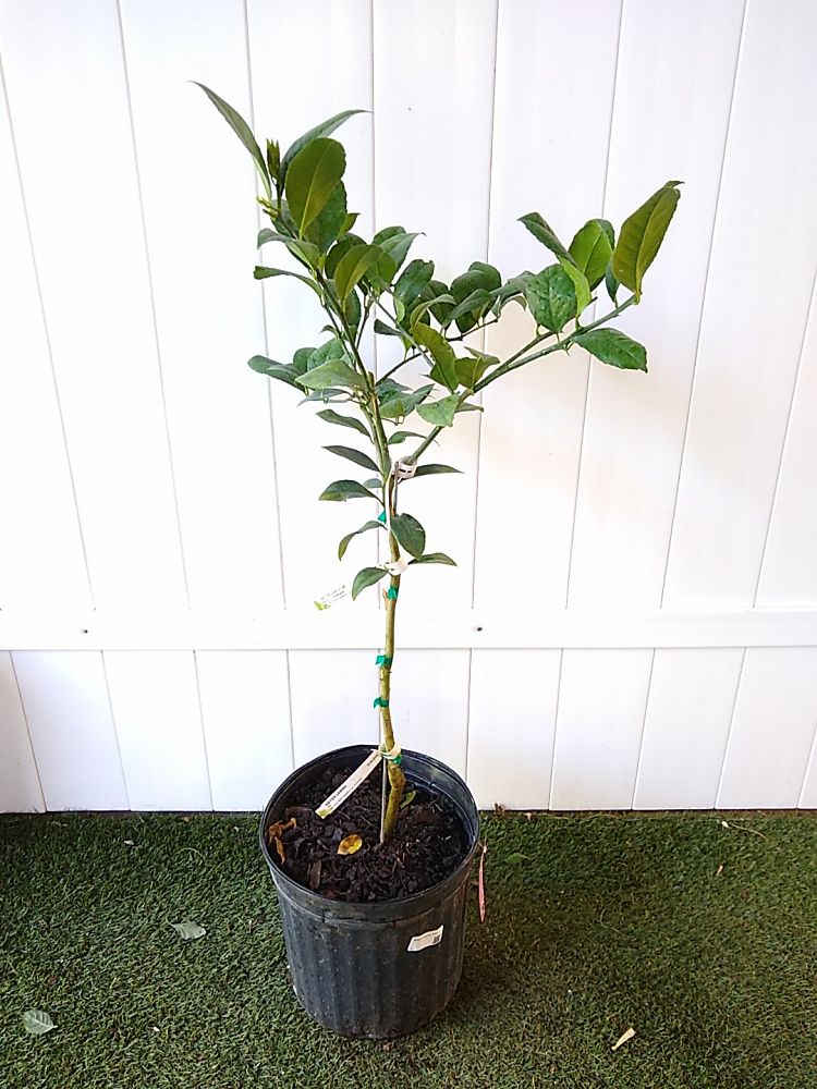 Meyer Lemon Tree | PlantVine
