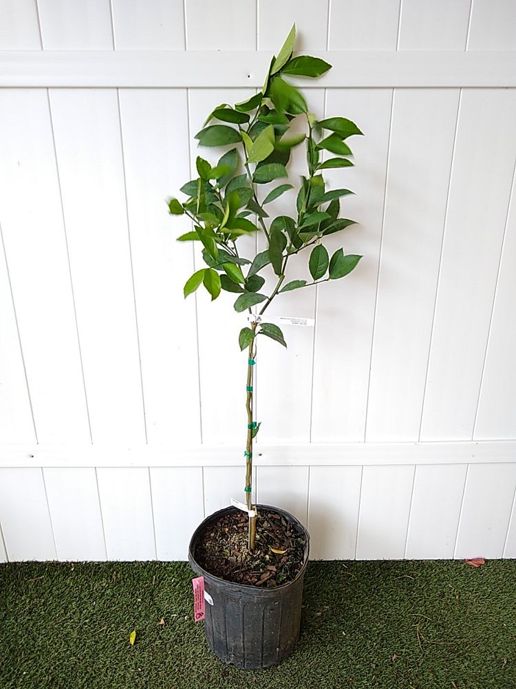 Meyer Lemon Tree | PlantVine