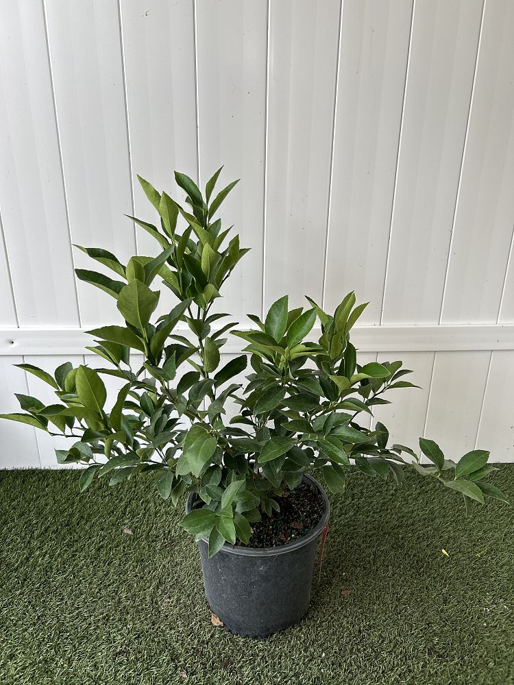 Meyer Lemon Tree | PlantVine