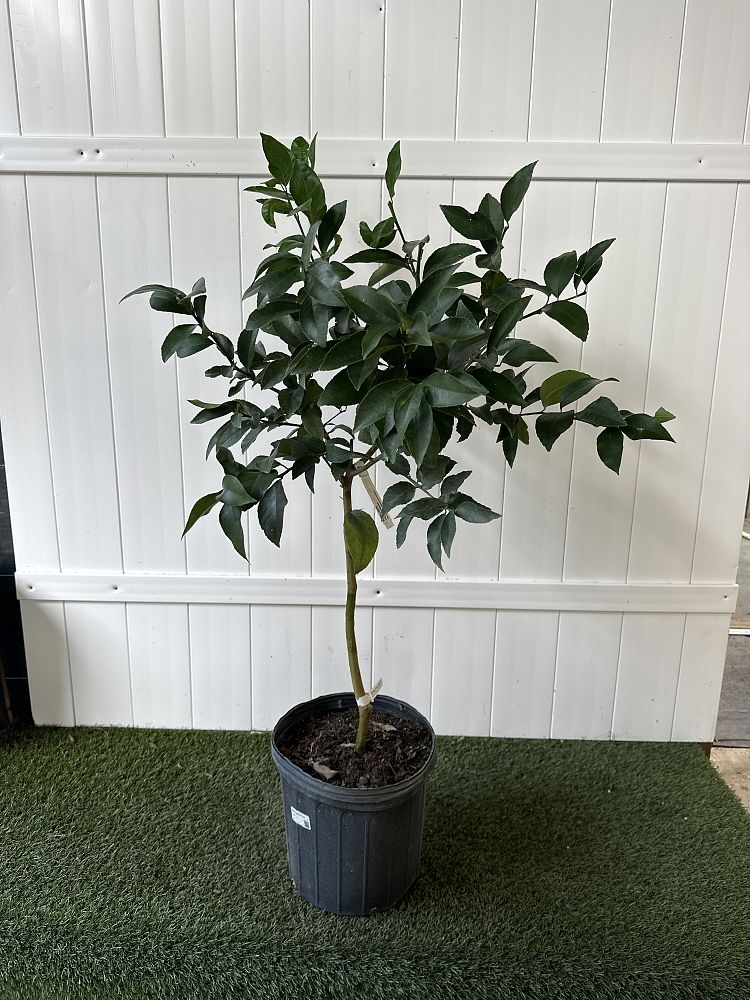 Meyer Lemon Tree | PlantVine