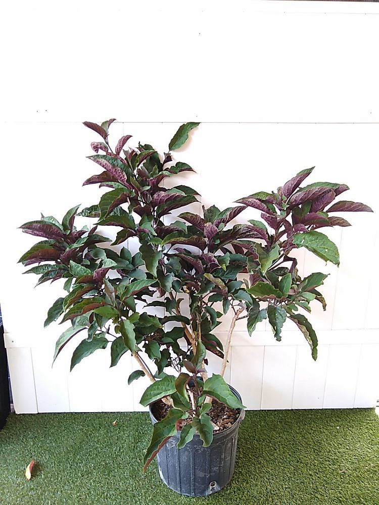 Clerodendrum quadriloculare, Shooting Star, Starburst Clerodendrum ...