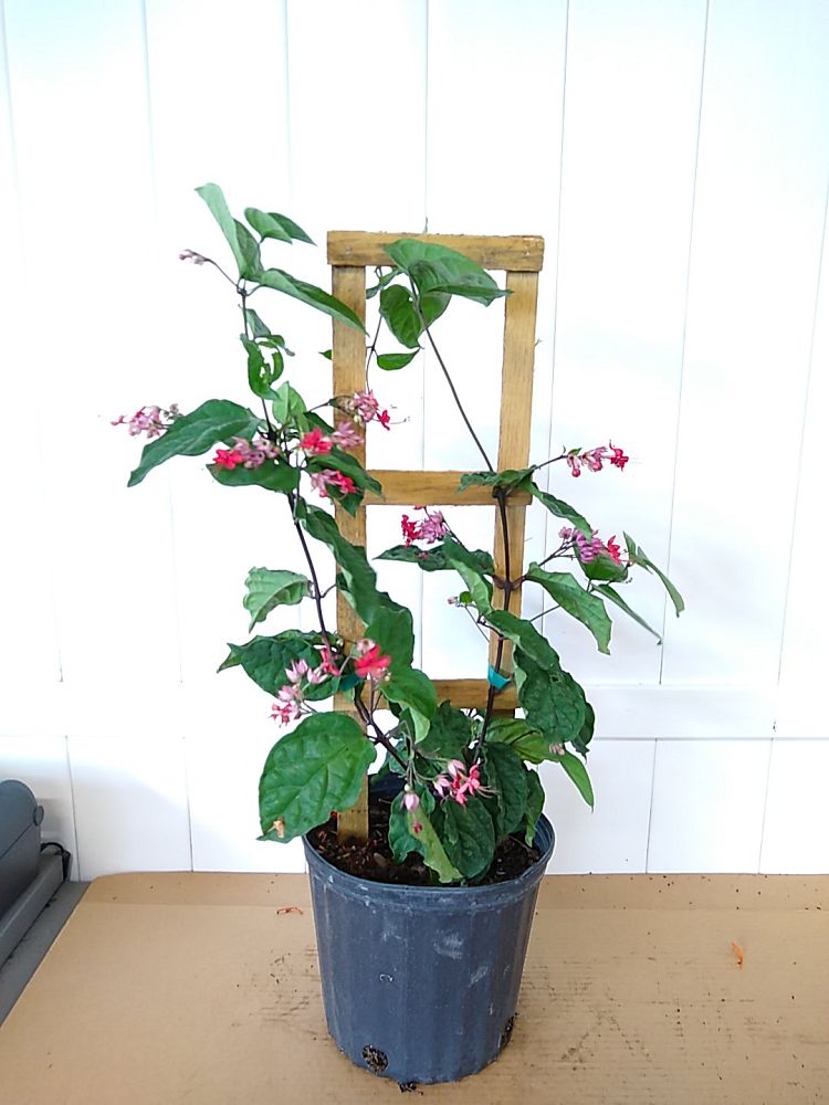 Clerodendrum thomsoniae ‘Delectum’, Bleeding Heart Vine – Red | PlantVine