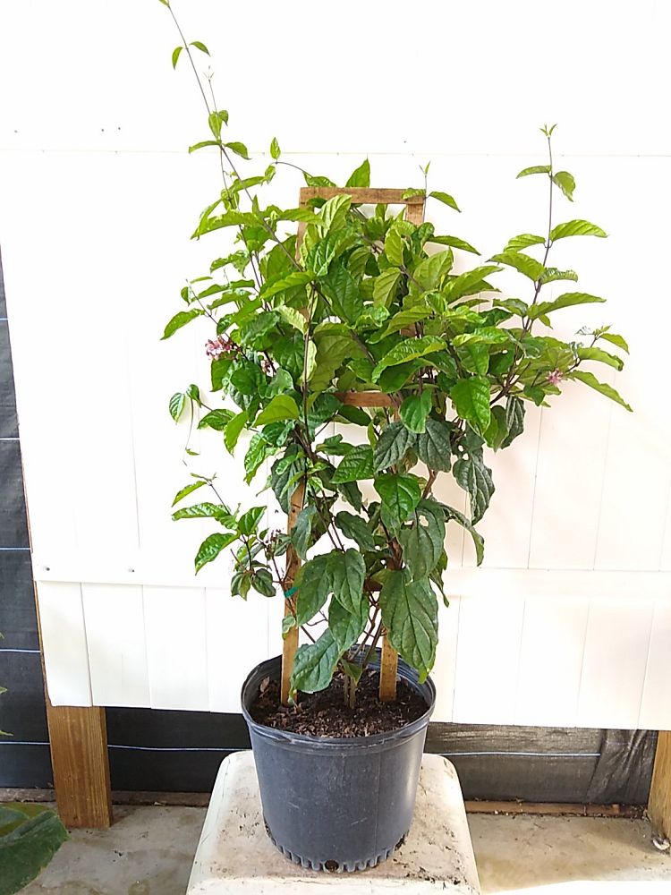 Clerodendrum thomsoniae ‘Delectum’, Bleeding Heart Vine – Red | PlantVine