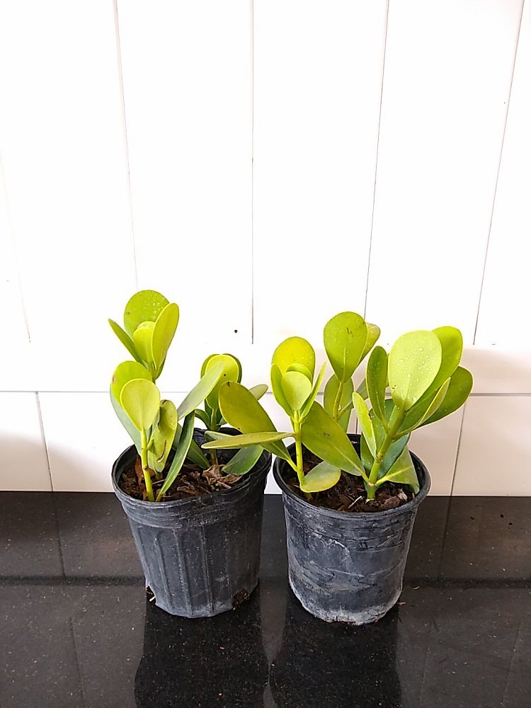 Clusia guttifera, Small Leaf Clusia Hedge | PlantVine