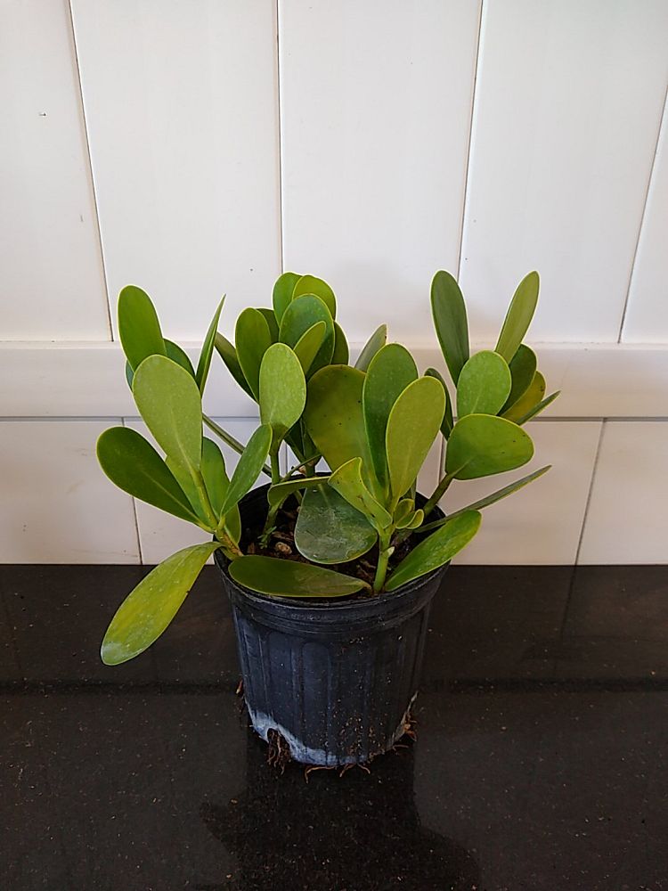 Clusia guttifera, Small Leaf Clusia Hedge | PlantVine