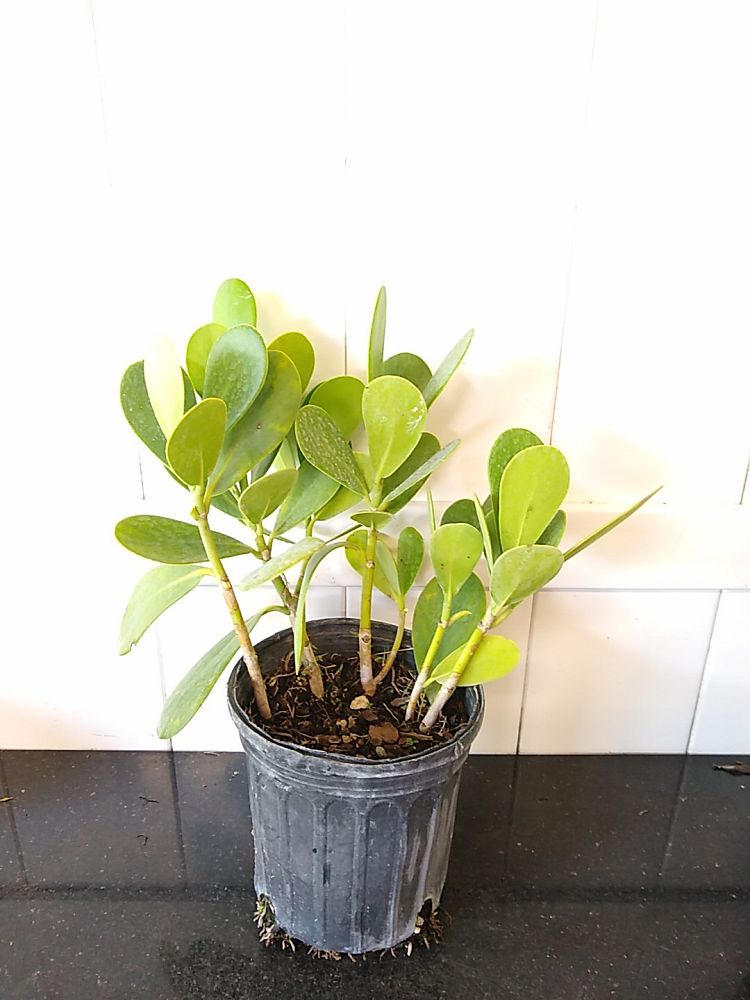 Clusia guttifera, Small Leaf Clusia Hedge | PlantVine