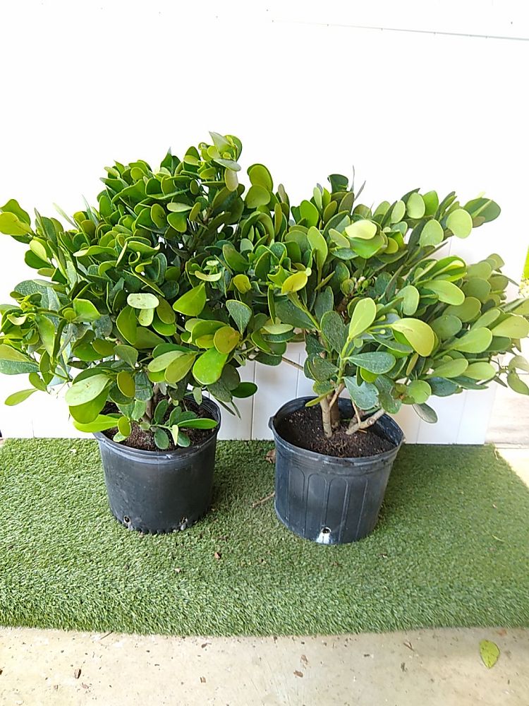 Clusia guttifera, Small Leaf Clusia Hedge | PlantVine