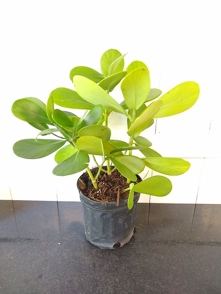 Clusia guttifera | PlantVine