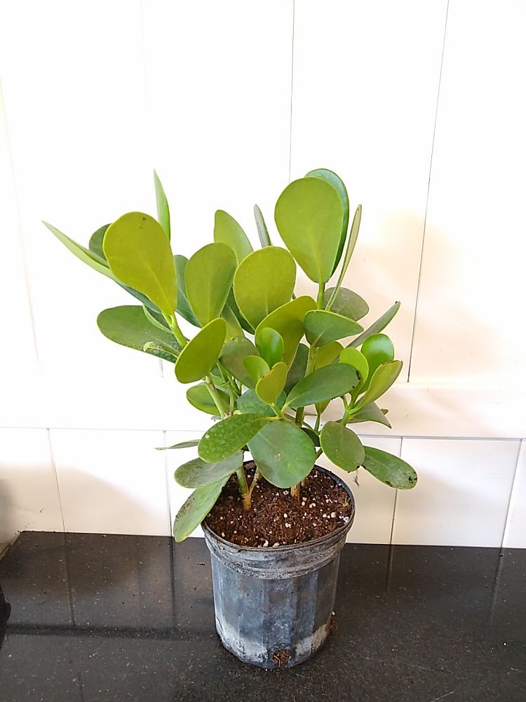 Clusia guttifera | PlantVine