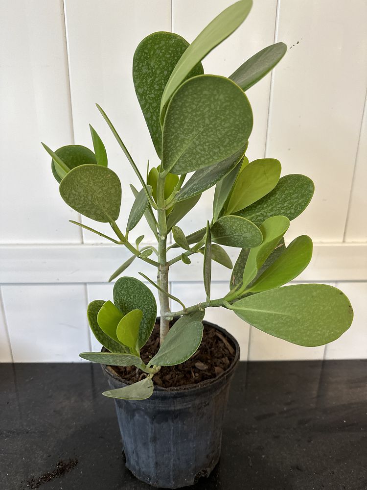 Clusia guttifera | PlantVine